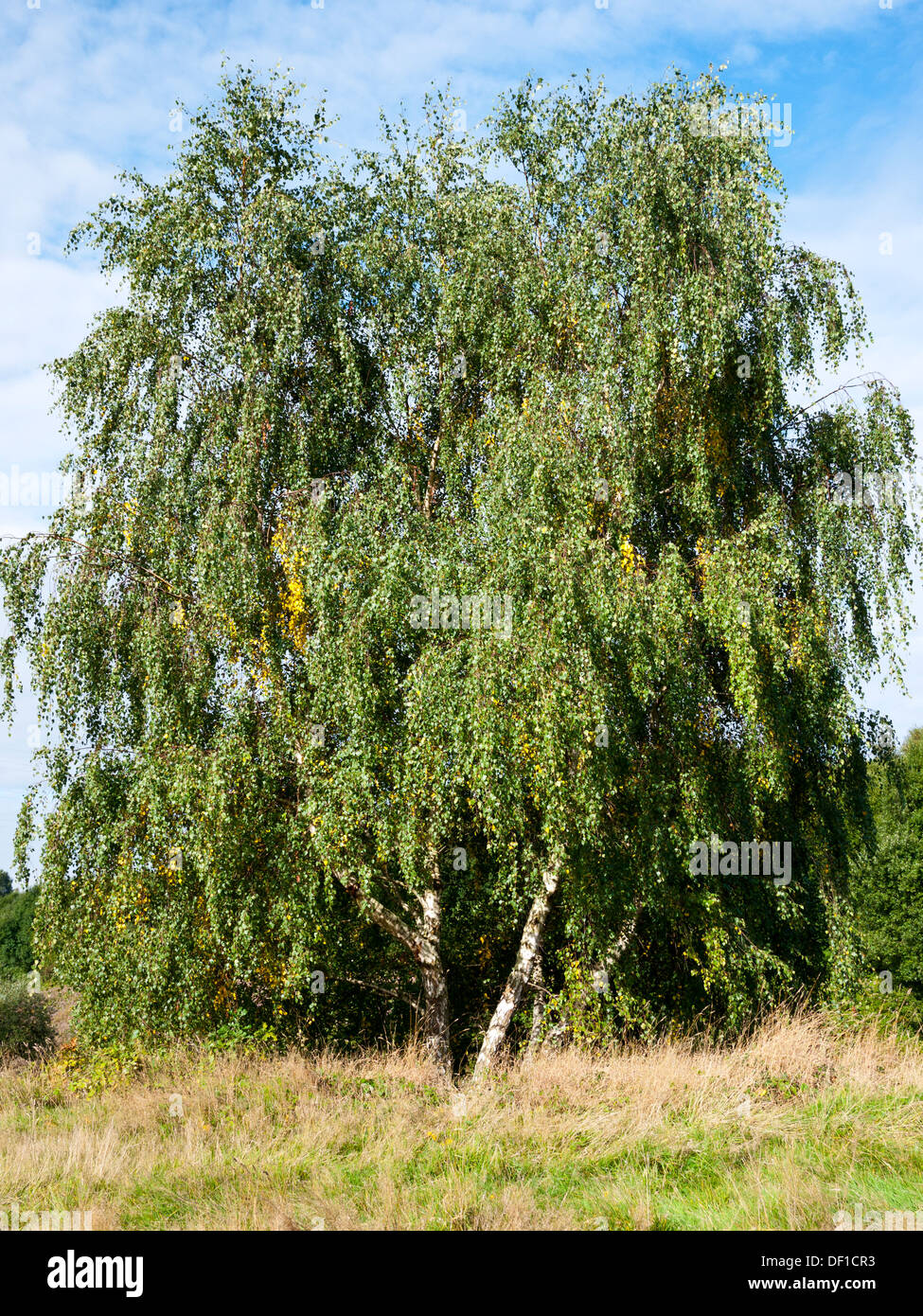 Silver Birch Trees Stock Photo - Alamy