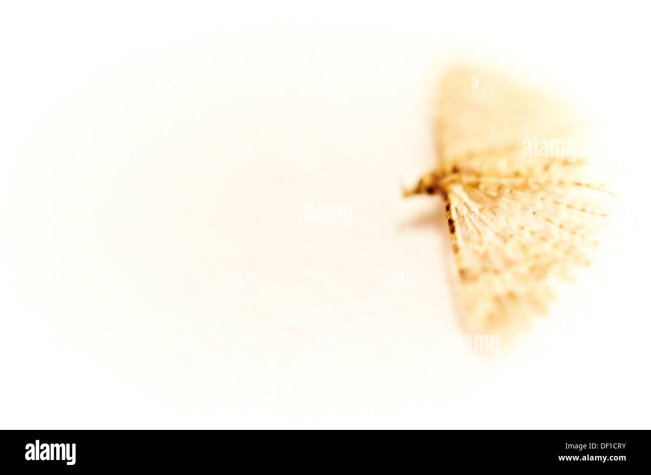 Moth and spread wings Cut Out Stock Images & Pictures - Alamy