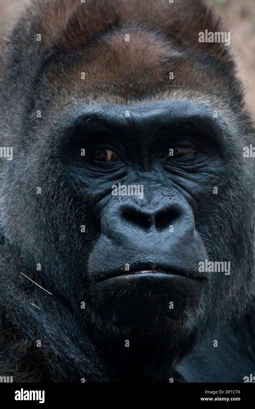 Gorilla baby on back hi-res stock photography and images - Alamy