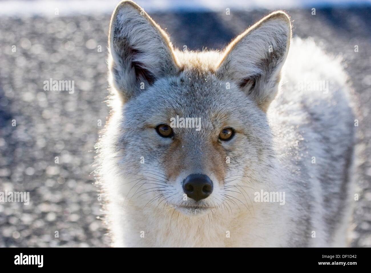 Coyote Up Close Stock Photo - Alamy