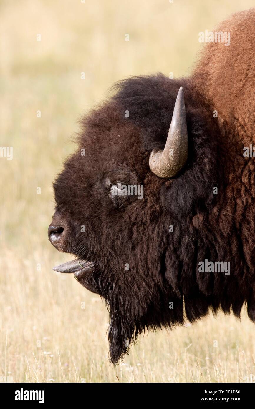 Bull bison hi-res stock photography and images - Alamy