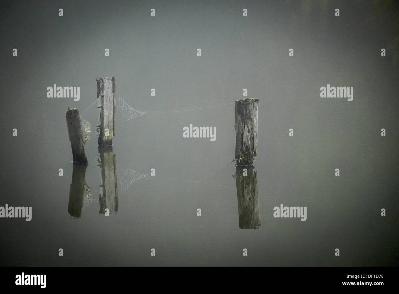 Three wooden posts in a mist shrouded lake Stock Photo - Alamy