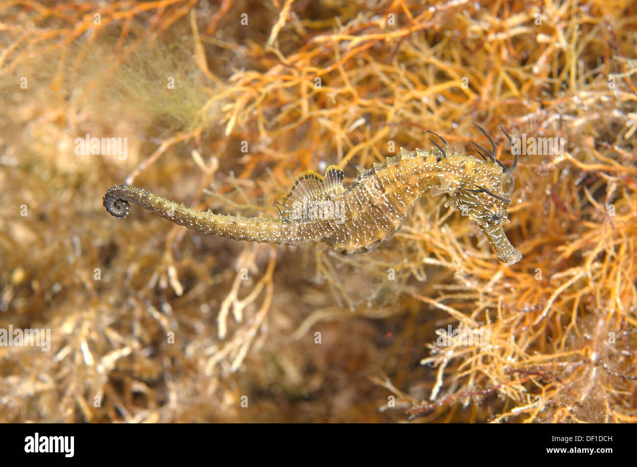 Short-snouted seahorse (Hippocampus hippocampus) Black sea, Crimea ...