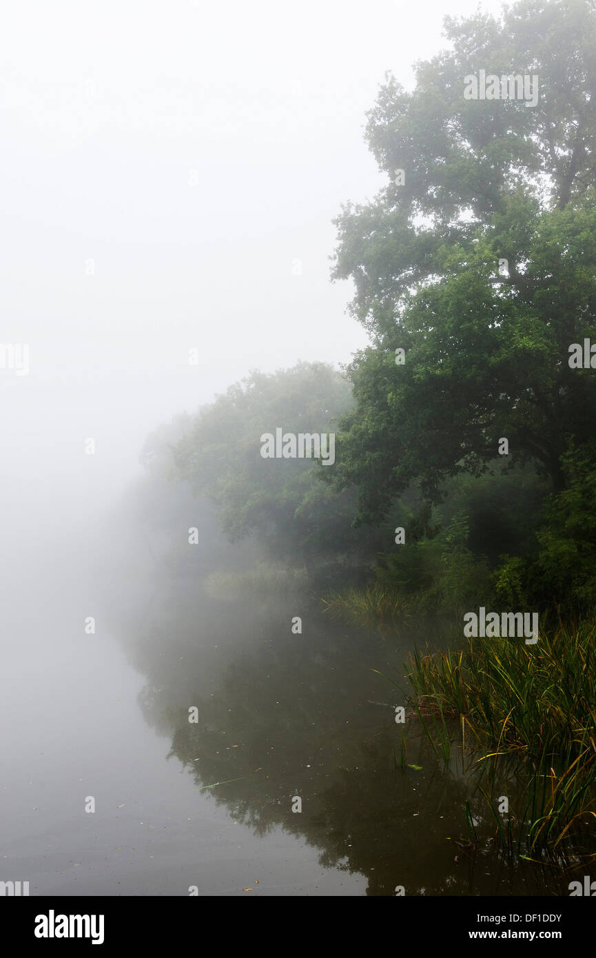 Early morning mist over Old Hall Pond in Essex Stock Photo - Alamy