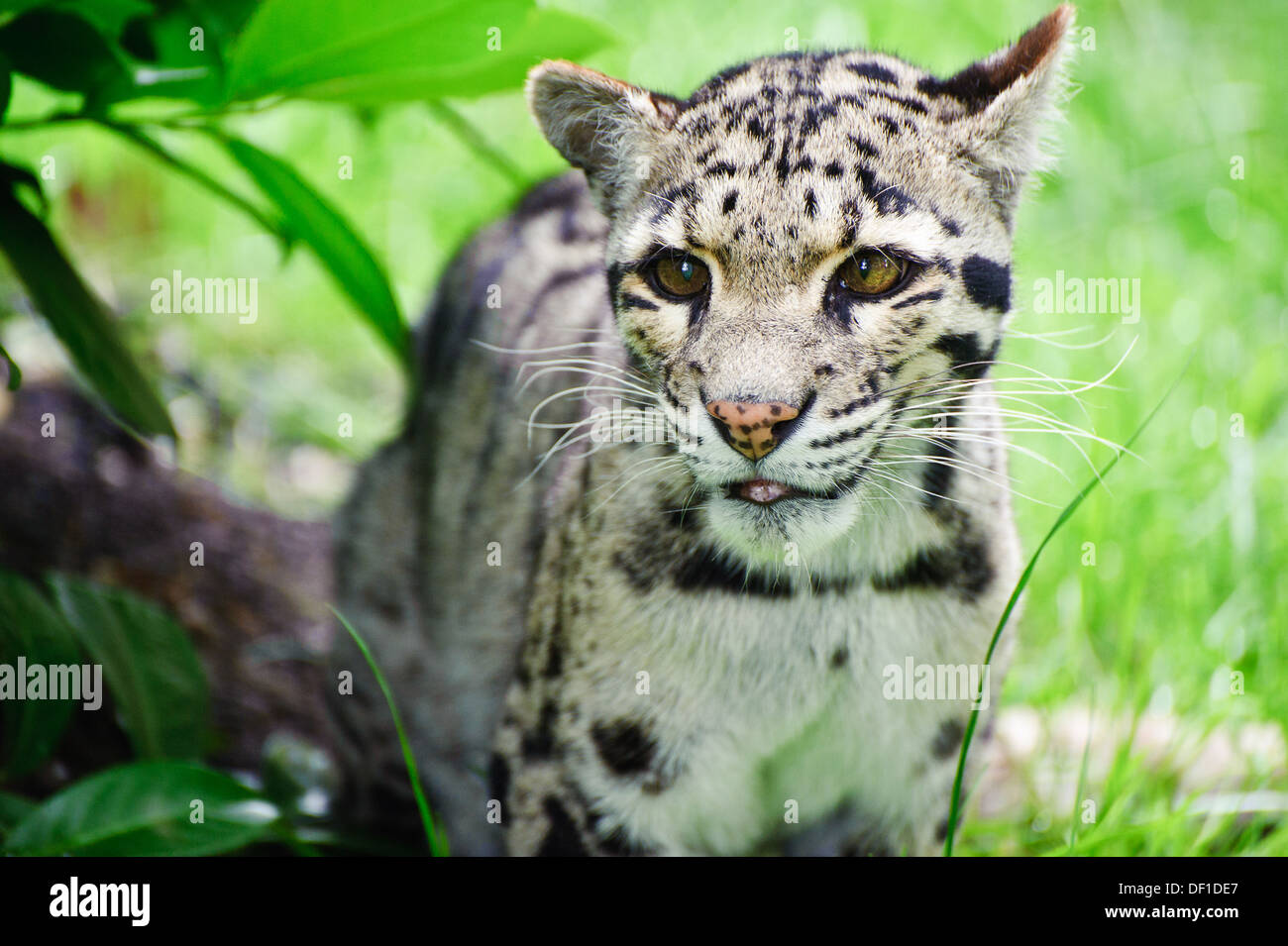 Clouded leopard Neofelis Nebulova big cat in captivity Stock Photo - Alamy
