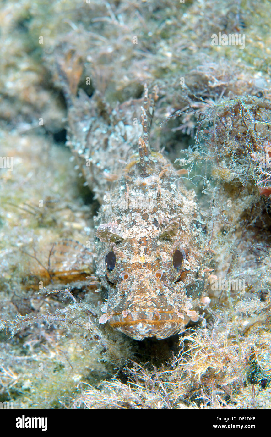 Scorpion Fish