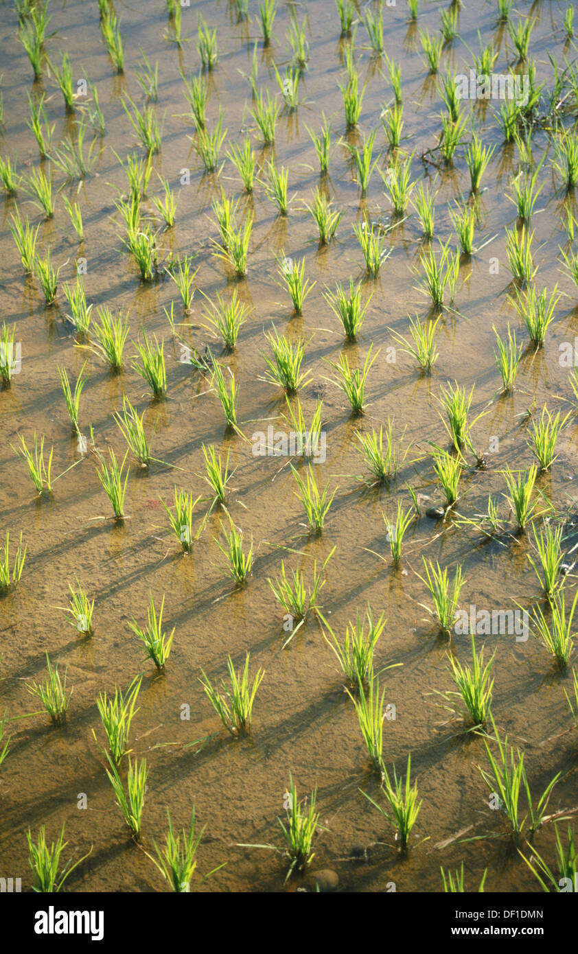 Rice fields. Laos Stock Photo - Alamy