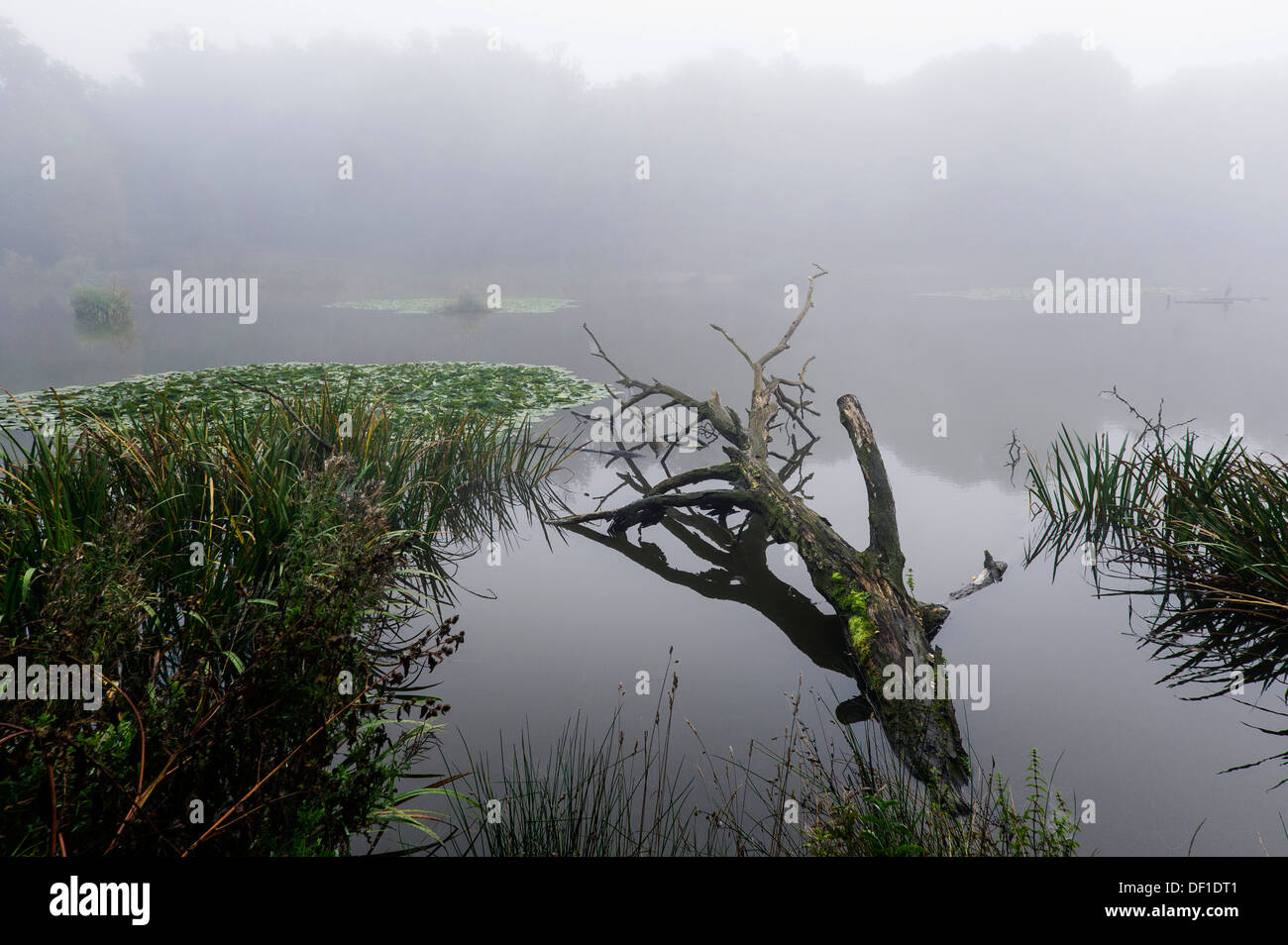 Dead submerged tree hi-res stock photography and images - Alamy