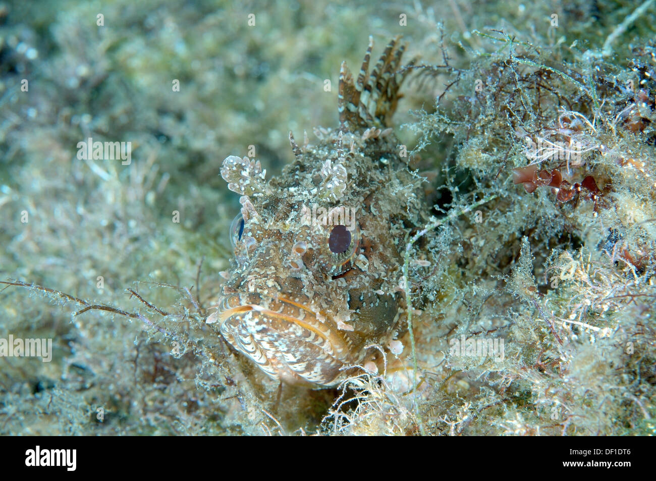 Rascasse brune hi-res stock photography and images - Alamy