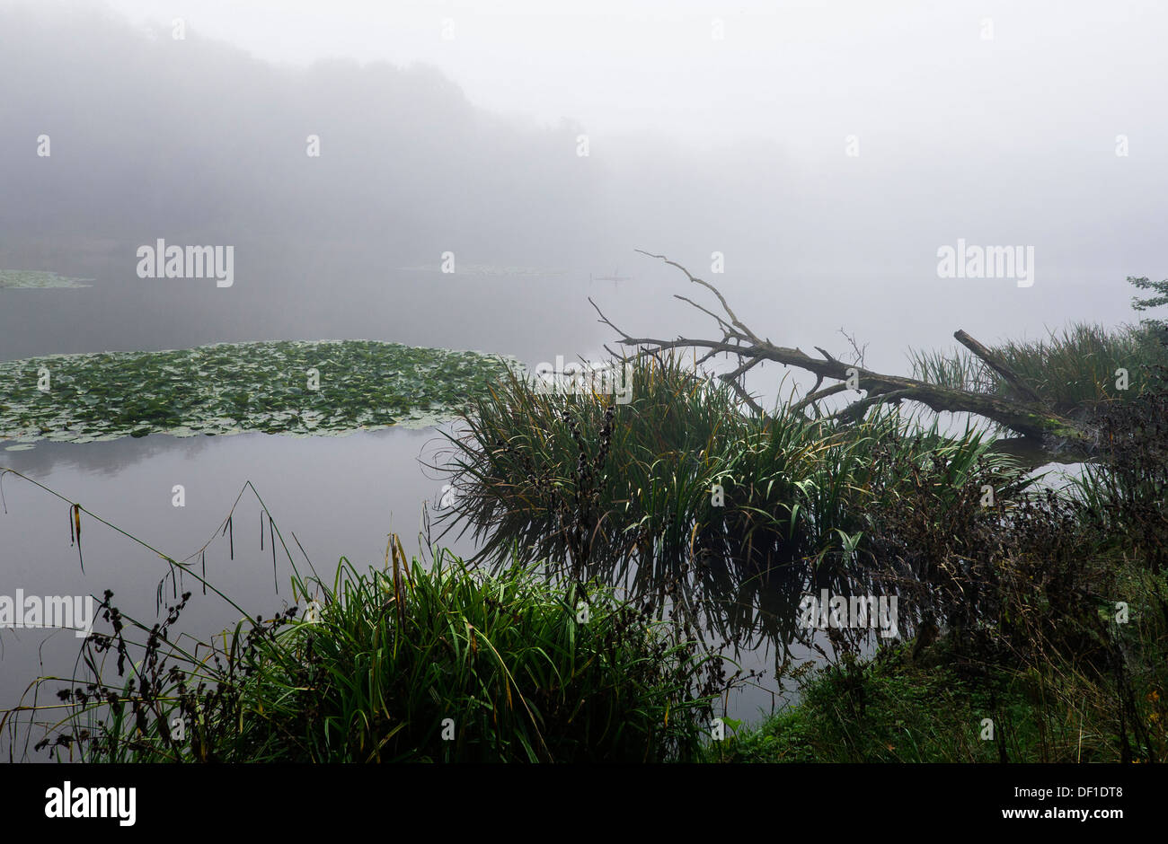 Dead submerged tree hi-res stock photography and images - Alamy