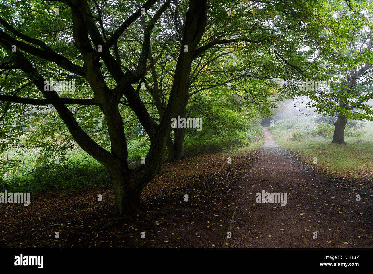 Misty morning trees path atmospheric hi-res stock photography and ...