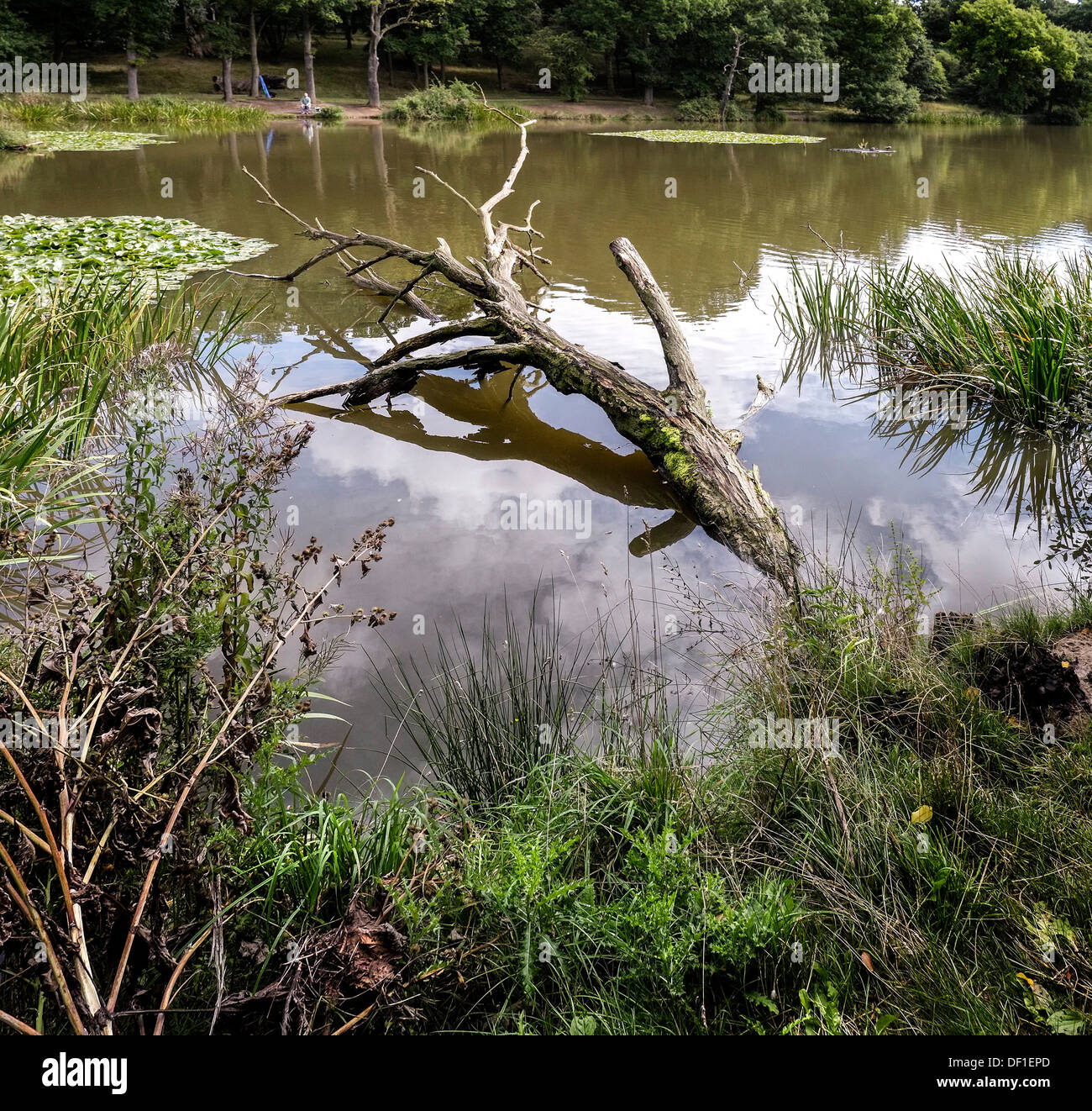 A dead tree fallen into Old Hall pond at Thorndon Country Park Stock ...