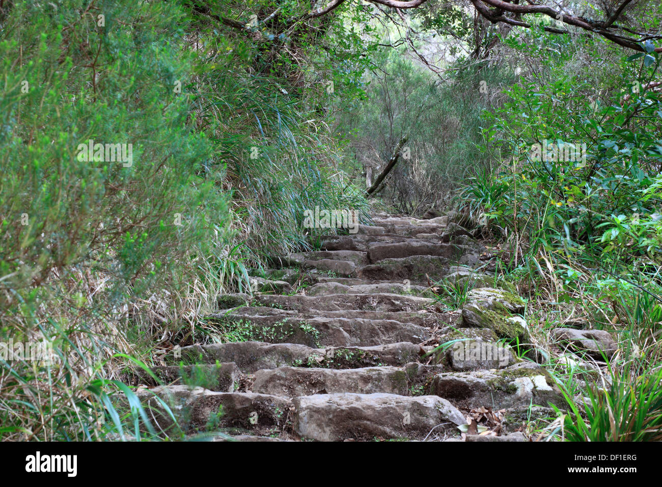Madeira island, landscape, field trips Rabacal, the Levada do Risco to ...