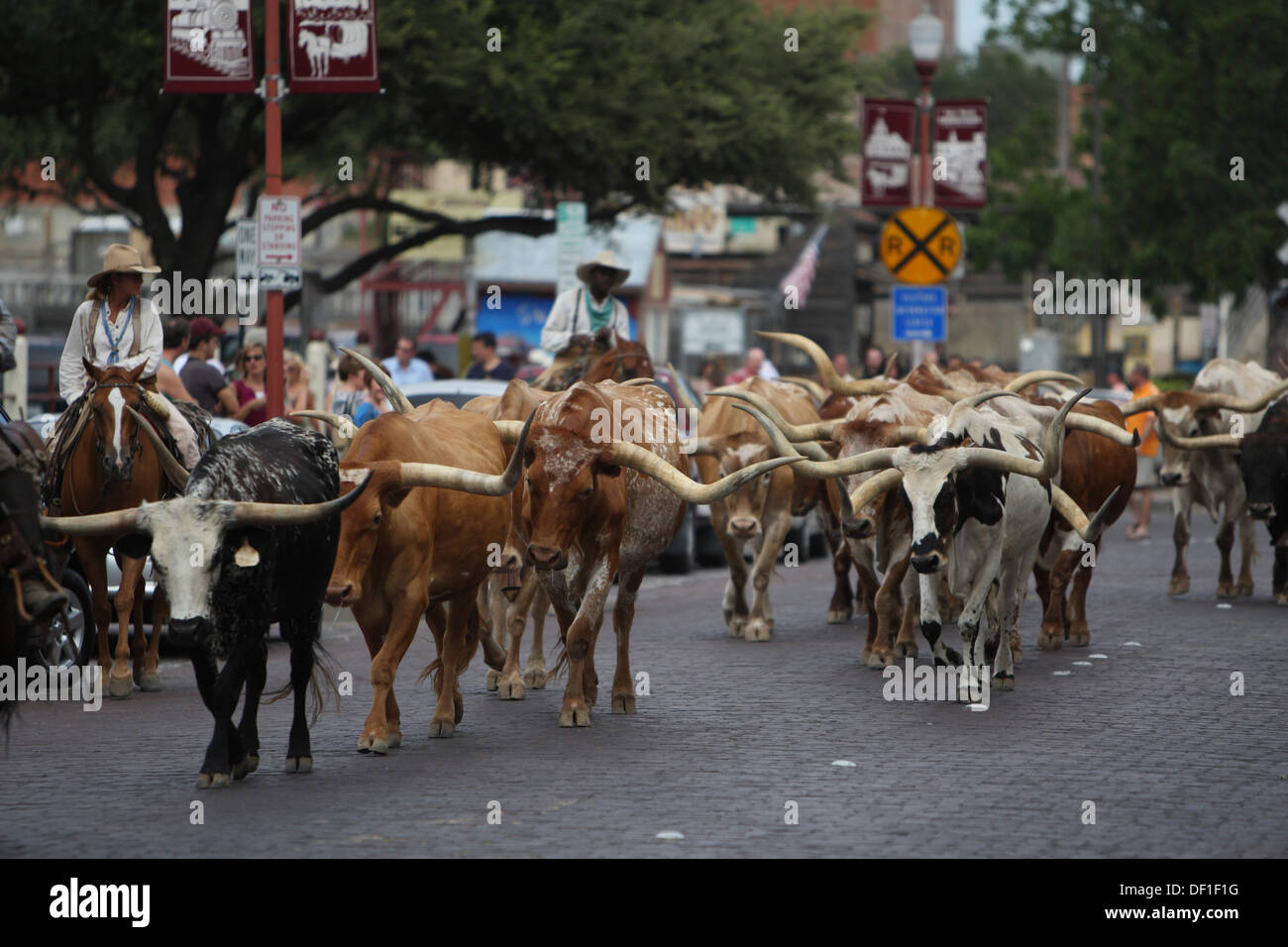 Stampeding cattle hi-res stock photography and images - Alamy