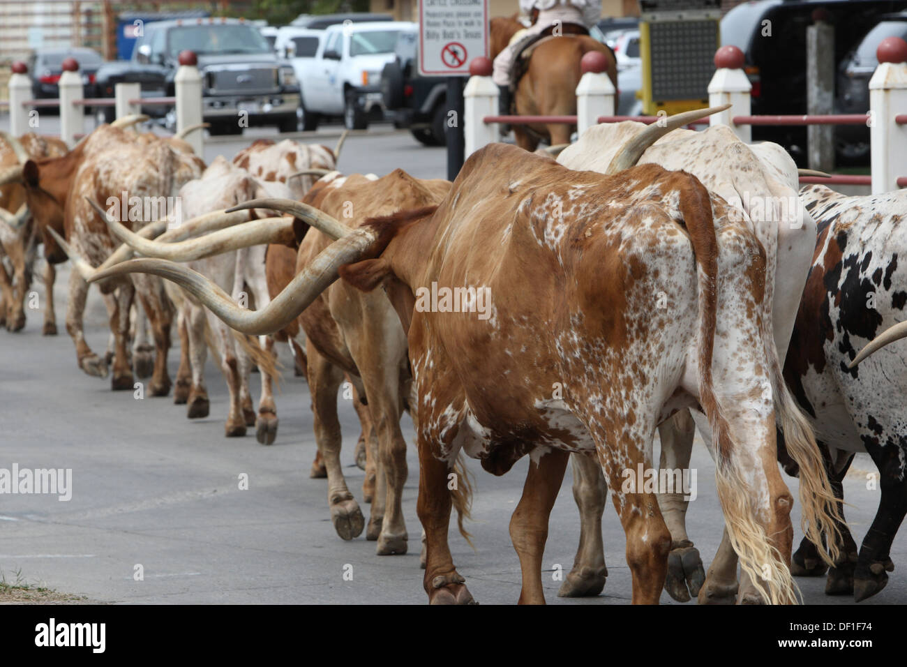Cattle drive texas longhorn cattle hi-res stock photography and images ...