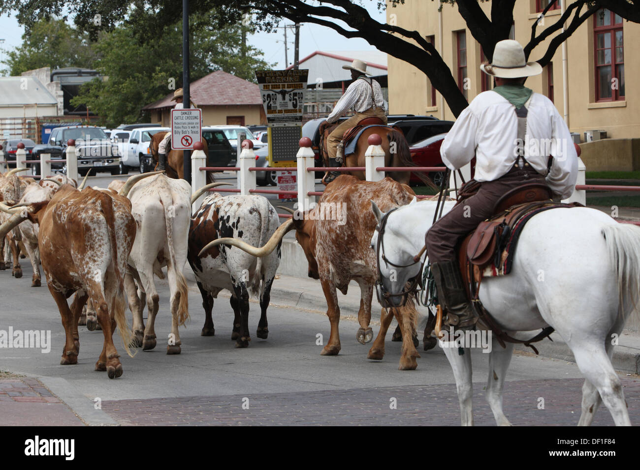 Stampeding cattle hi-res stock photography and images - Alamy