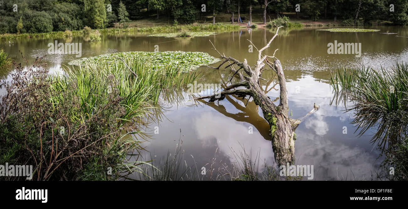 Dead tree fallen lake hi-res stock photography and images - Alamy