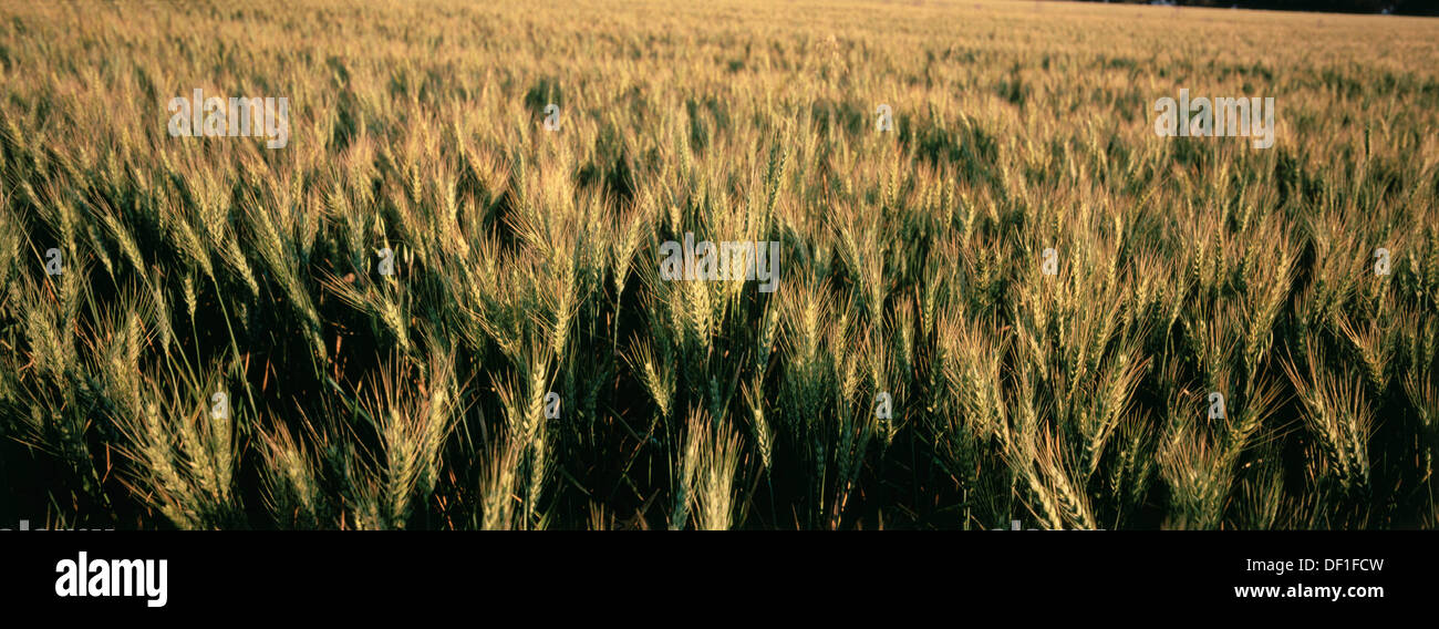 Wheat field australia hi-res stock photography and images - Alamy