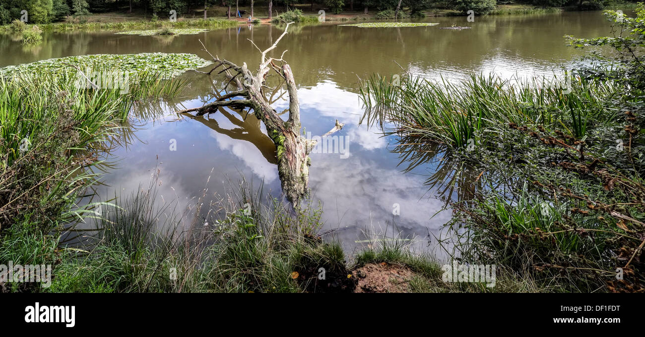 Dead tree fallen lake hi-res stock photography and images - Alamy