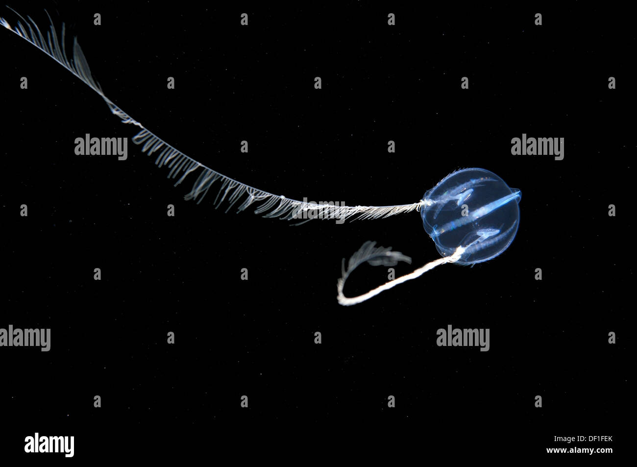 Sea gooseberry or Sea grape (Pleurobrachia pileus Stock Photo - Alamy