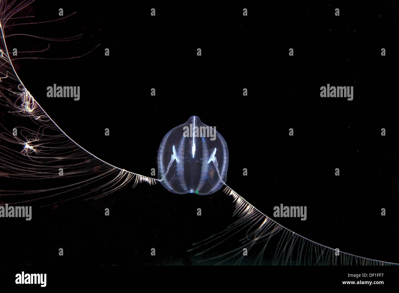 Sea gooseberry or Sea grape (Pleurobrachia pileus Stock Photo - Alamy