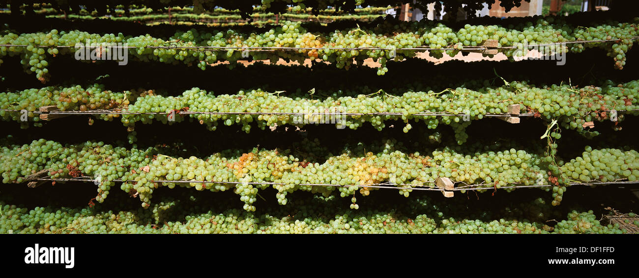 Green racks hi-res stock photography and images - Alamy