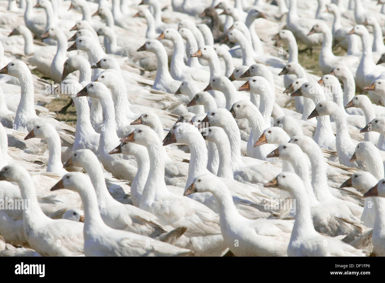 Scania goose hi-res stock photography and images - Alamy