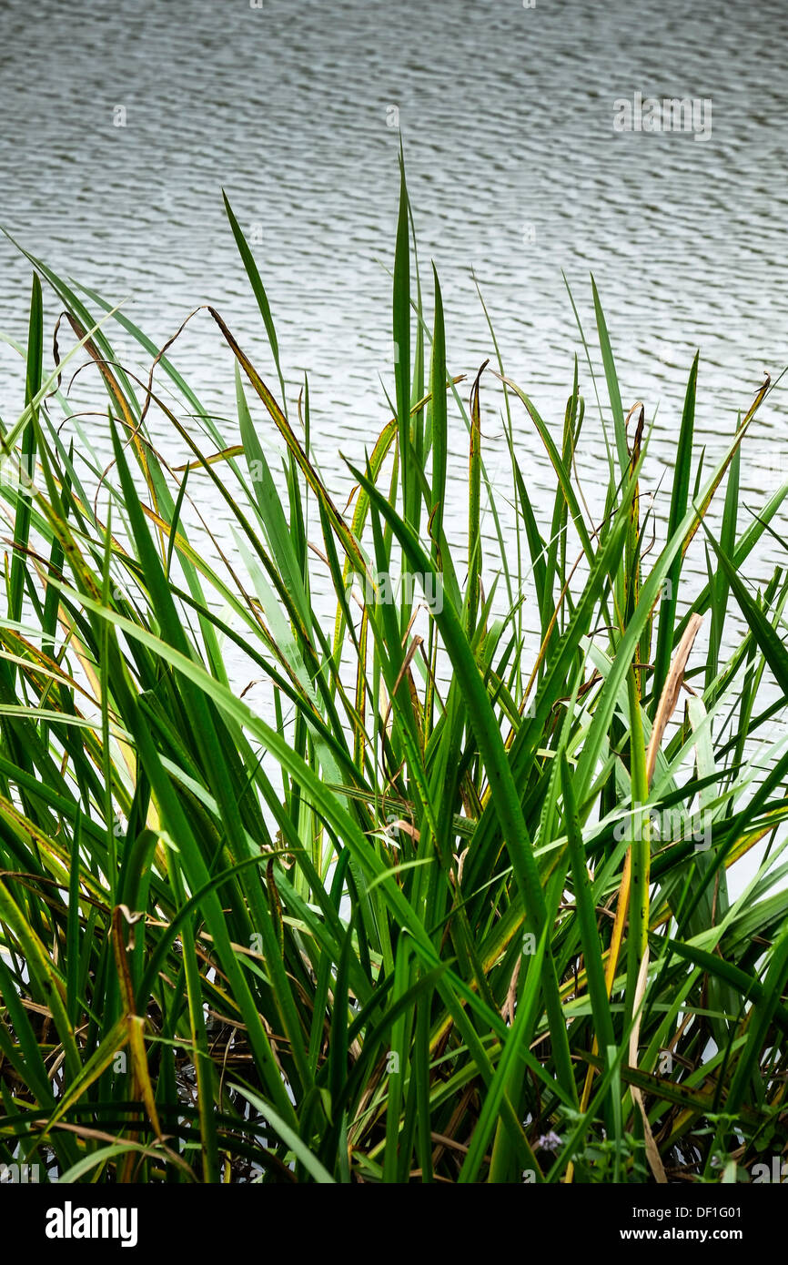 Water reeds growing plants hi-res stock photography and images - Alamy