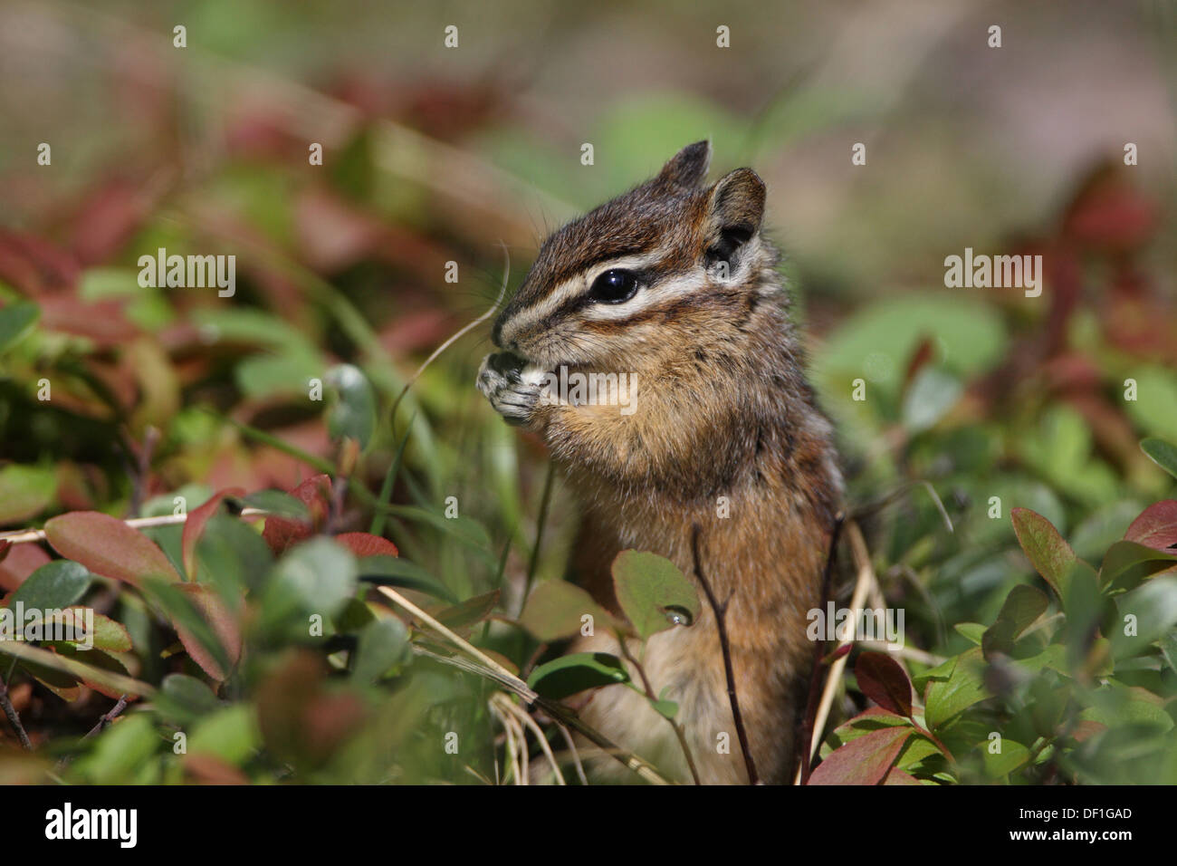 Chip monk hi-res stock photography and images - Alamy
