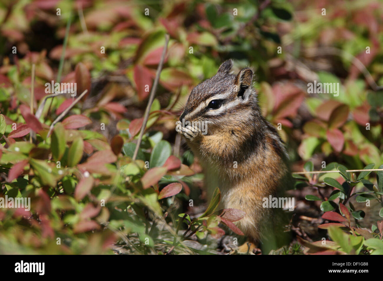 Chip monk hi-res stock photography and images - Alamy
