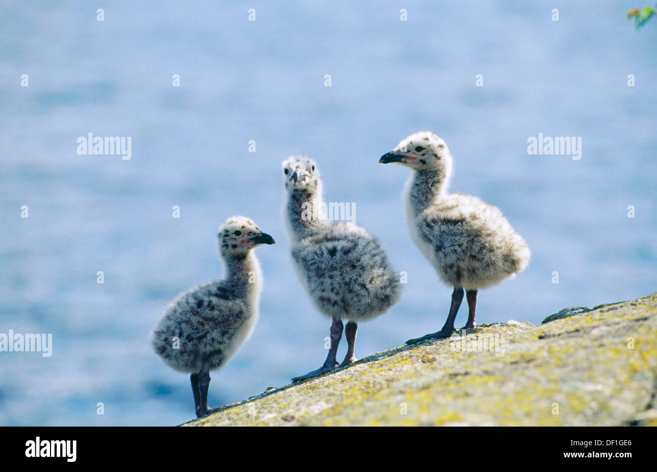 Grey ducklings hi-res stock photography and images - Alamy