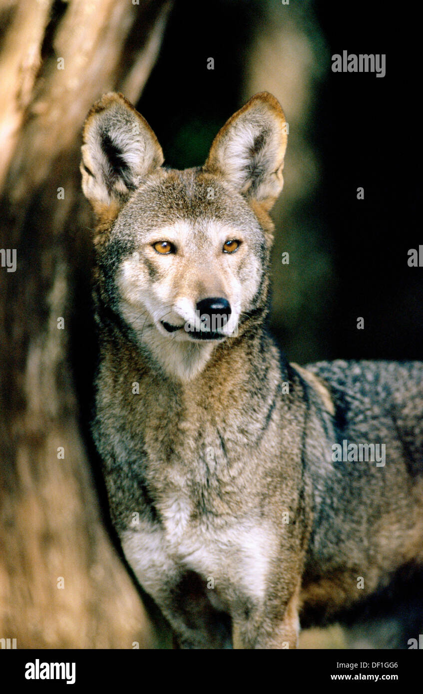 Endangered red wolf canis rufus hi-res stock photography and images - Alamy