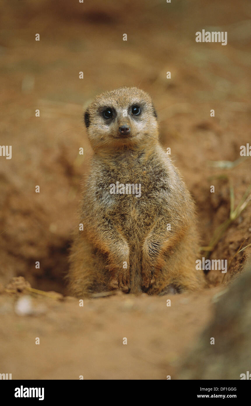 Meerkat hiding hi-res stock photography and images - Alamy
