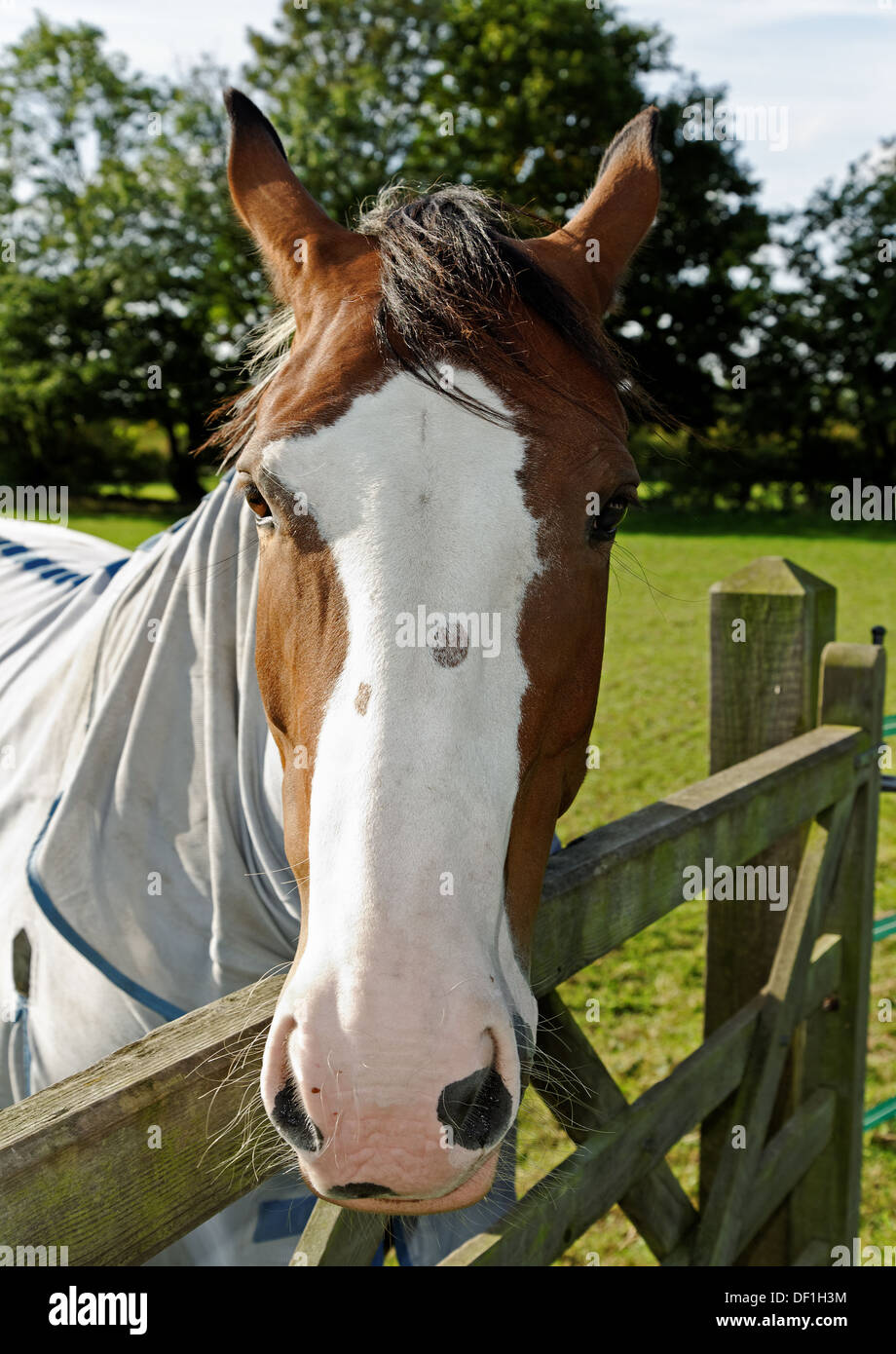 Horse leaning over gate hi-res stock photography and images - Alamy