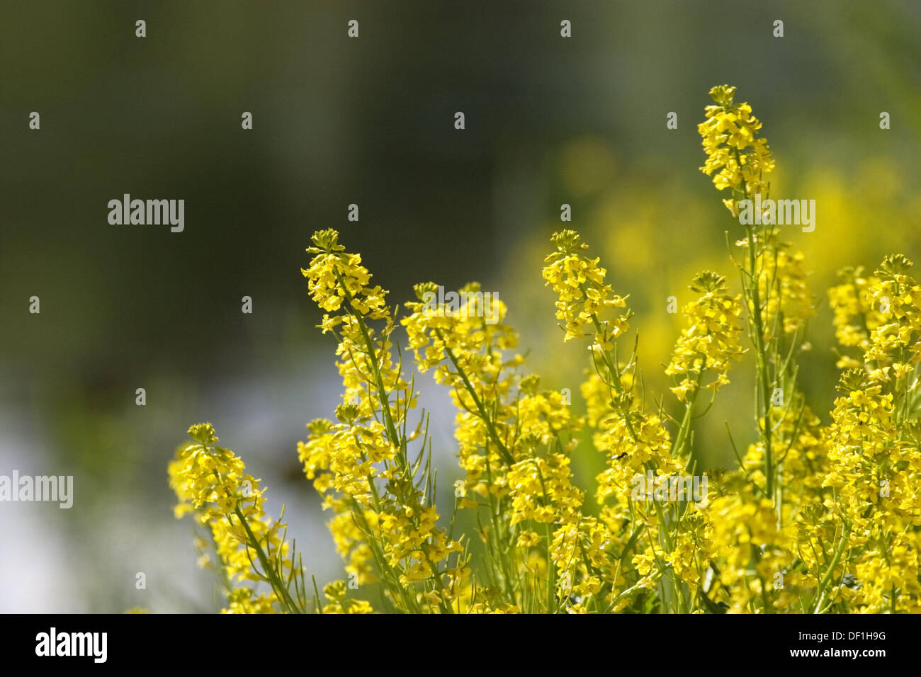 Wormseed wallflower hi-res stock photography and images - Alamy