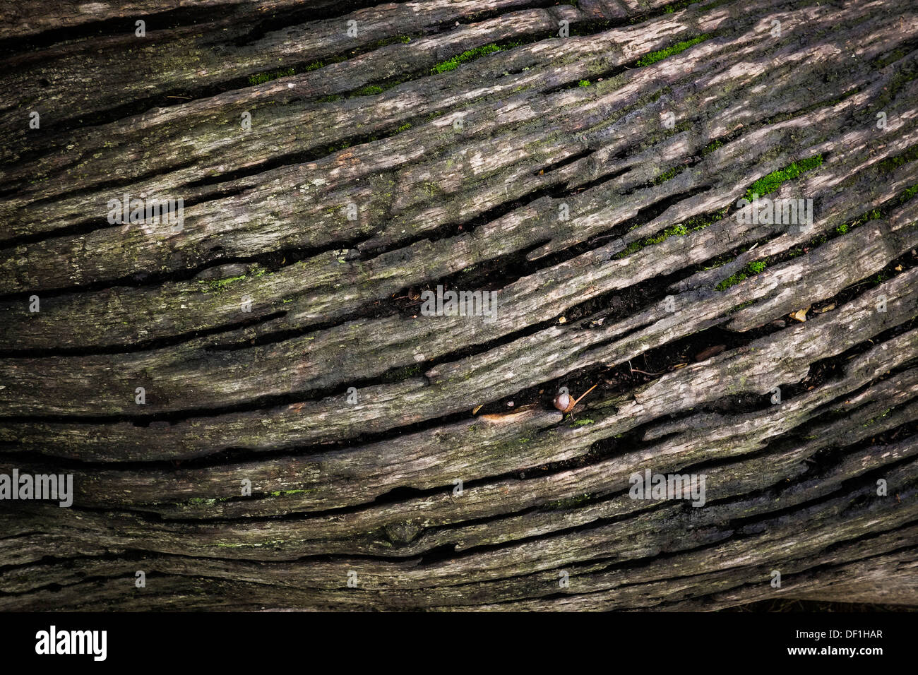 Dead tree texture hi-res stock photography and images - Alamy
