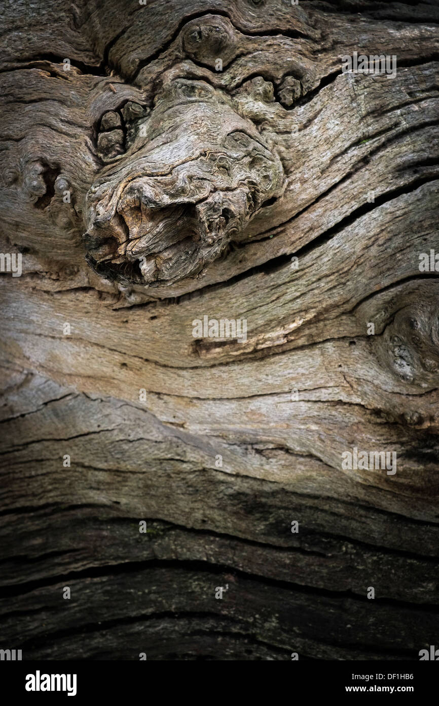 Dead tree texture hi-res stock photography and images - Alamy