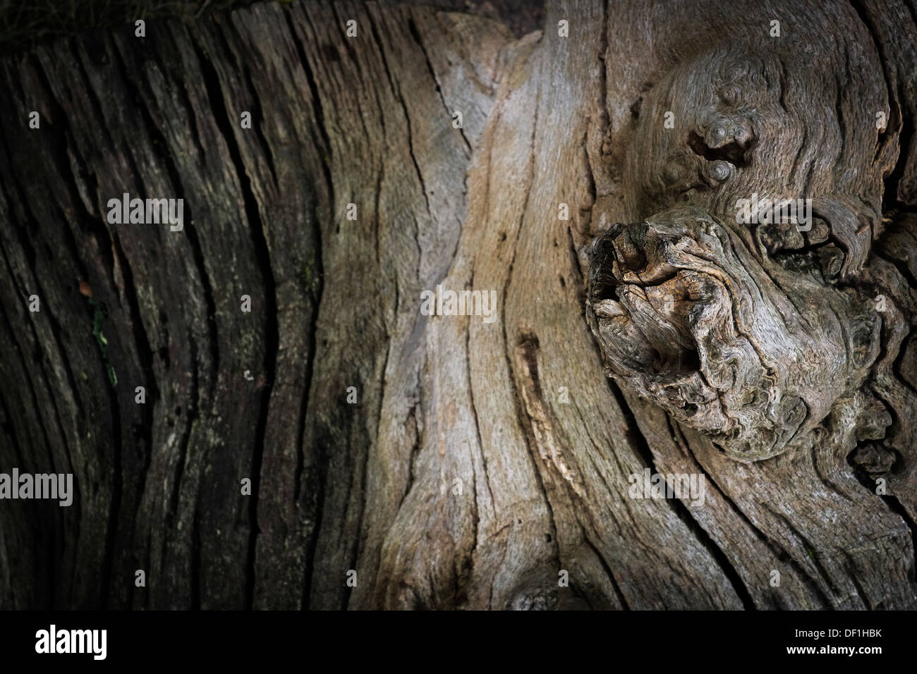 Tree bark knot hi-res stock photography and images - Alamy