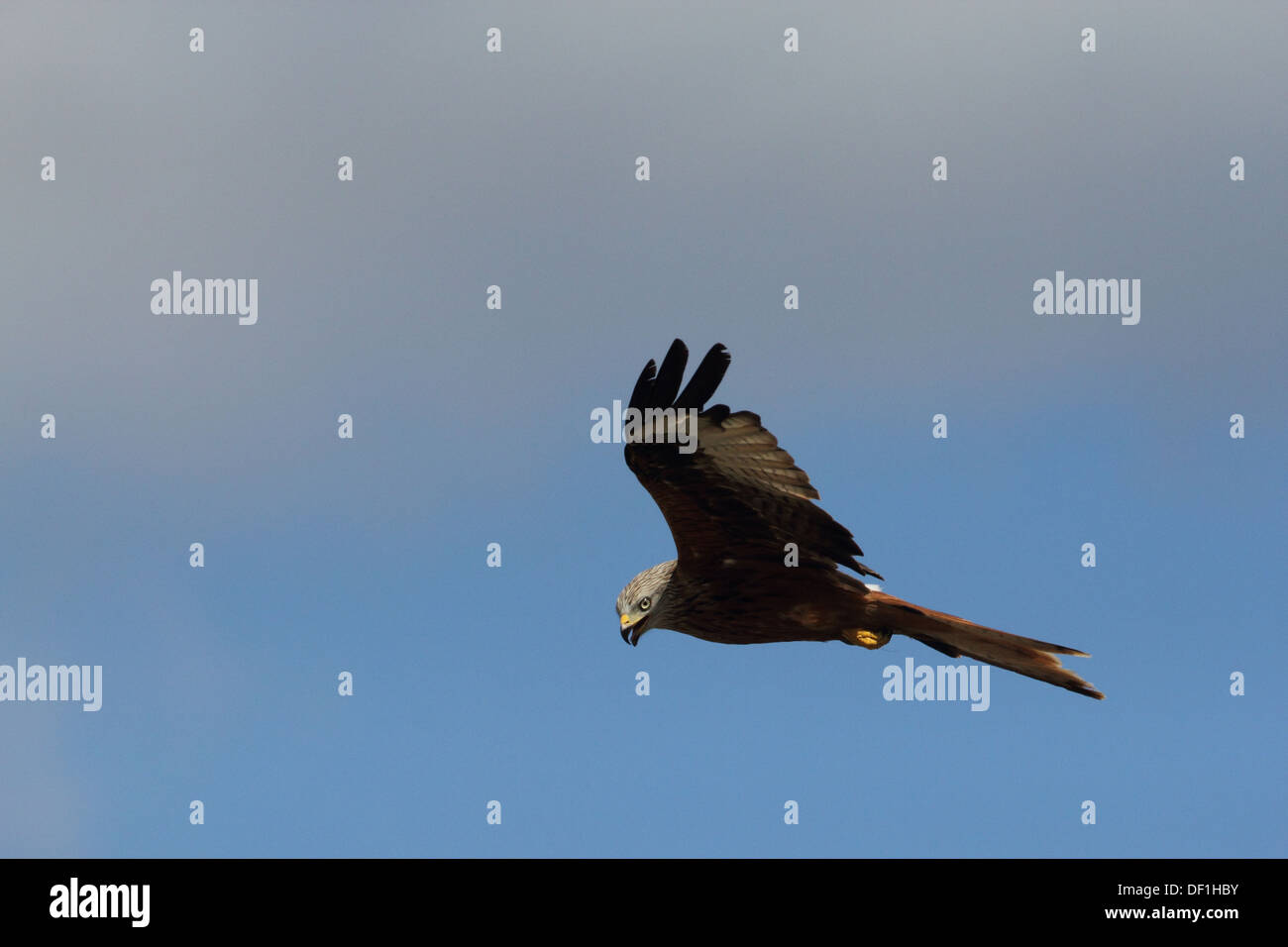 Paul kite hi-res stock photography and images - Alamy