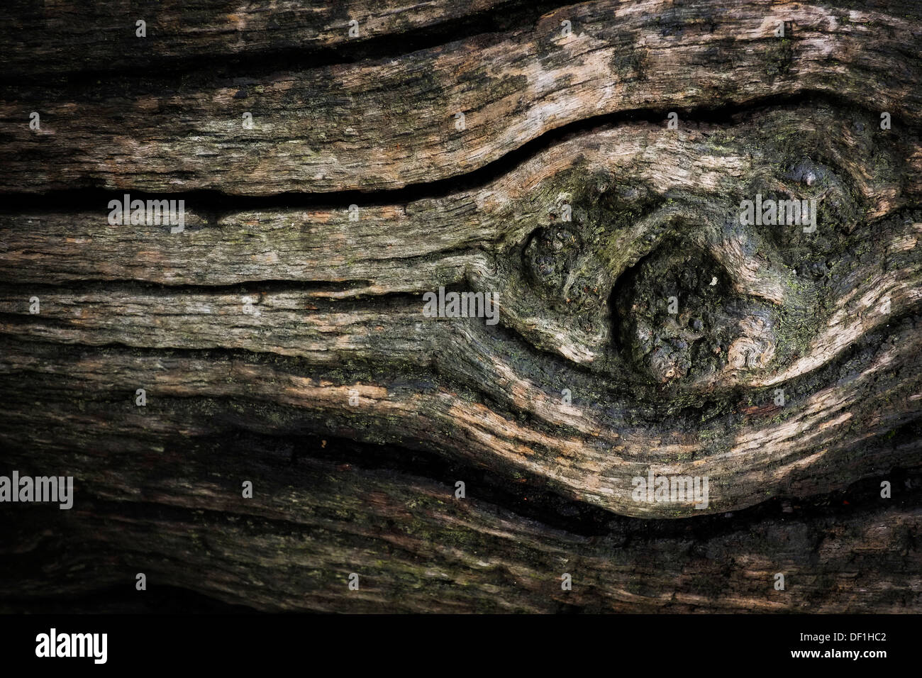 Dead tree texture hi-res stock photography and images - Alamy