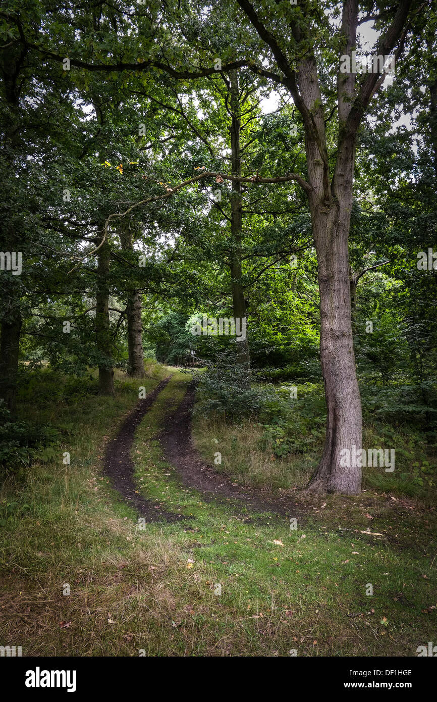 Running through woodland hi-res stock photography and images - Alamy