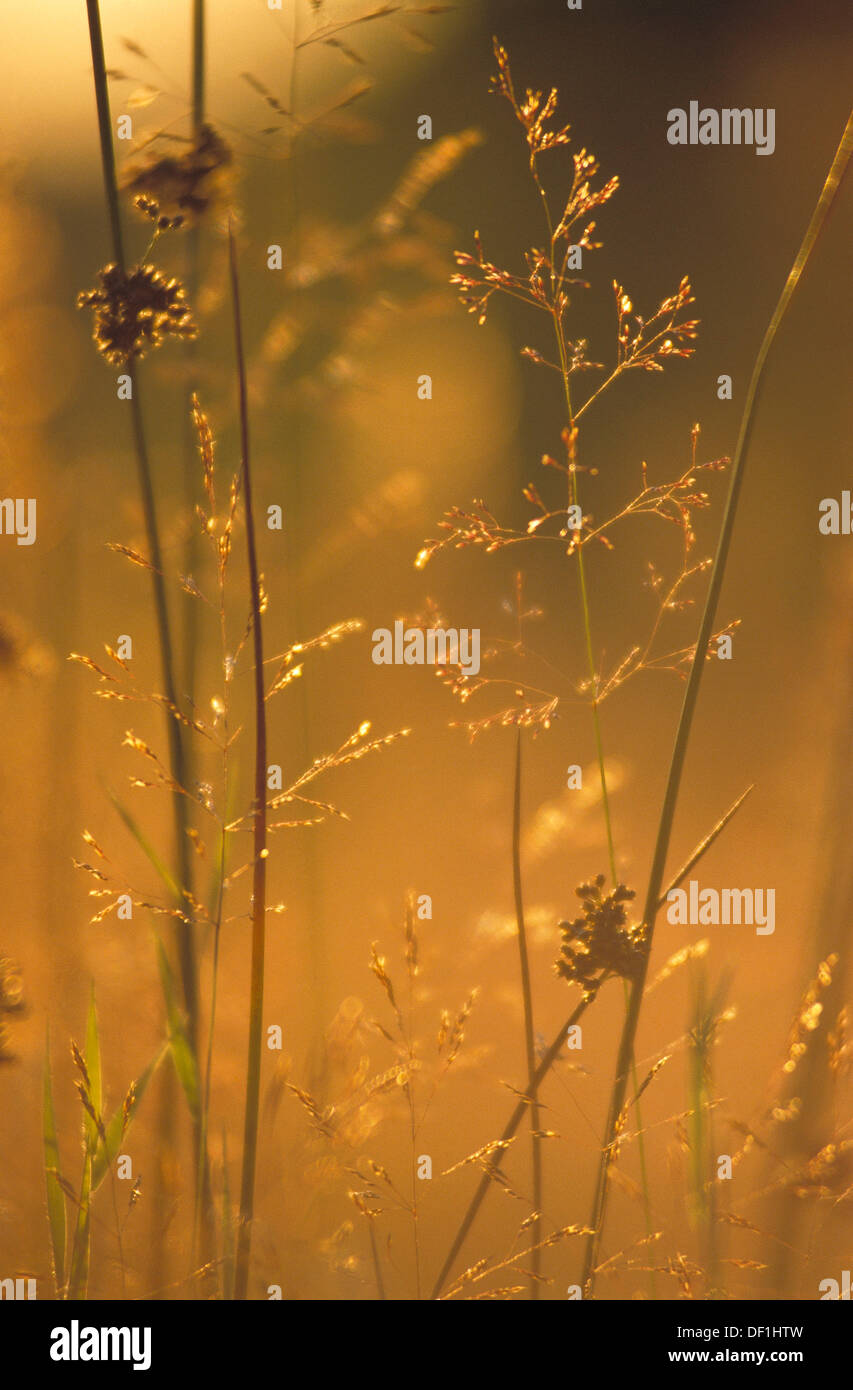 Compact rush juncus conglomeratus hi-res stock photography and images ...
