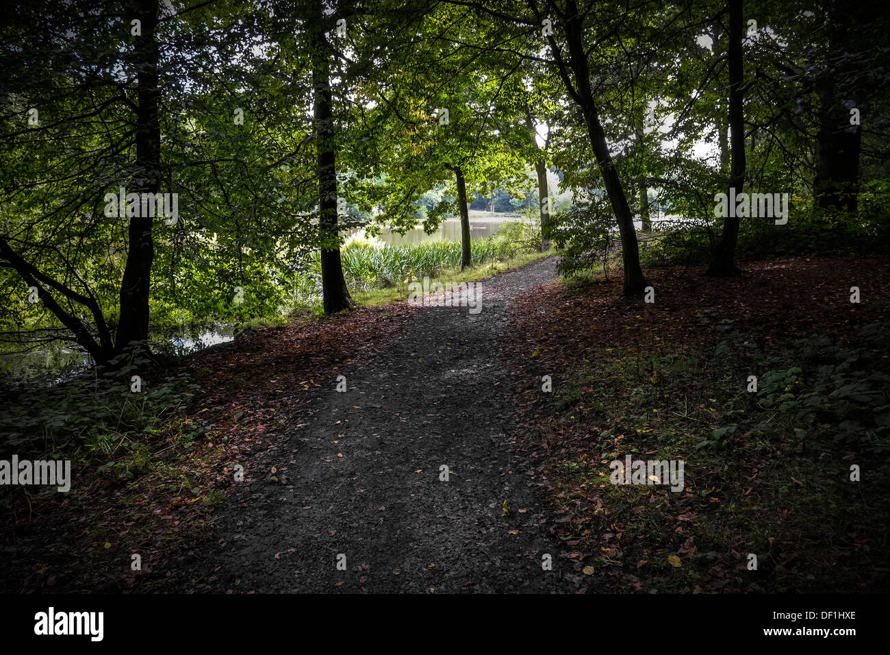 Path with leaves hi-res stock photography and images - Alamy