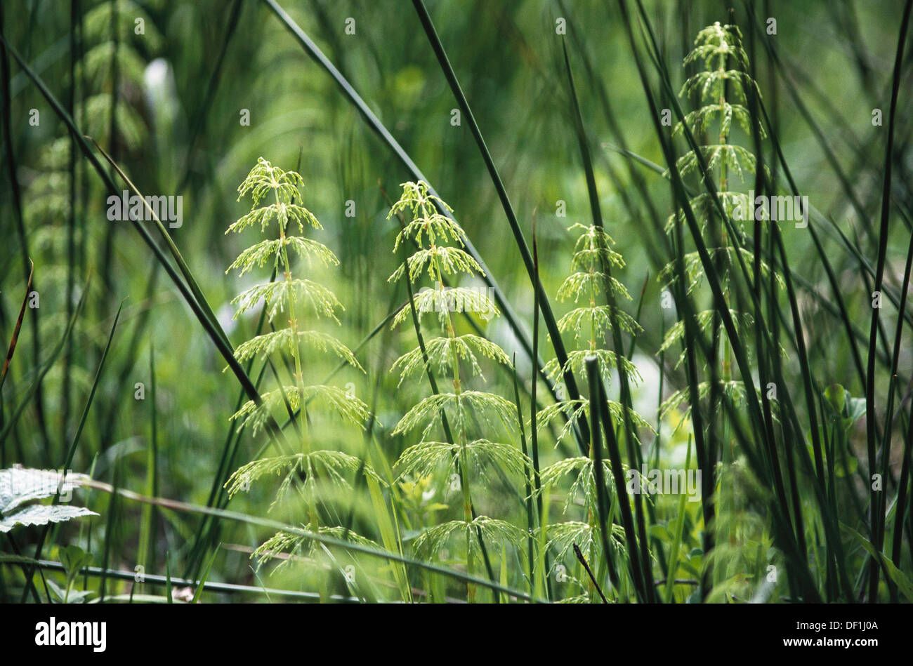Equisetum Sp High Resolution Stock Photography and Images - Alamy