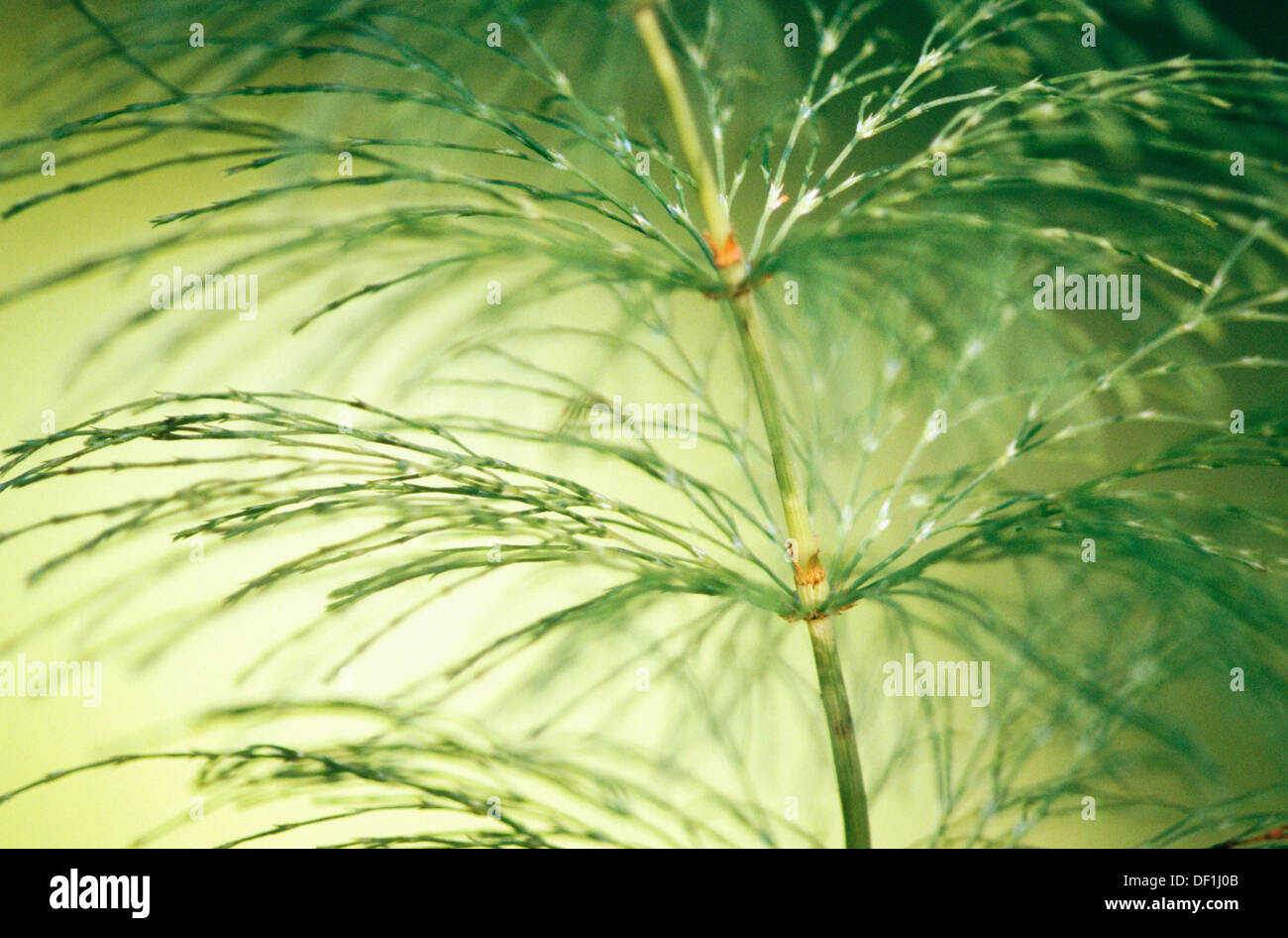 Horsetail equisetum sp hi-res stock photography and images - Alamy