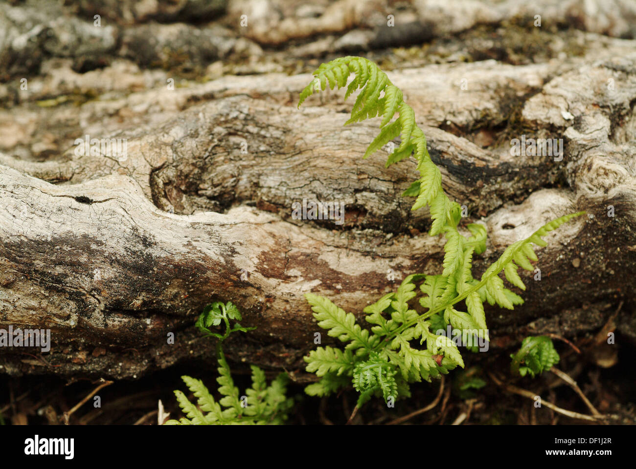 Aspidium hi-res stock photography and images - Alamy