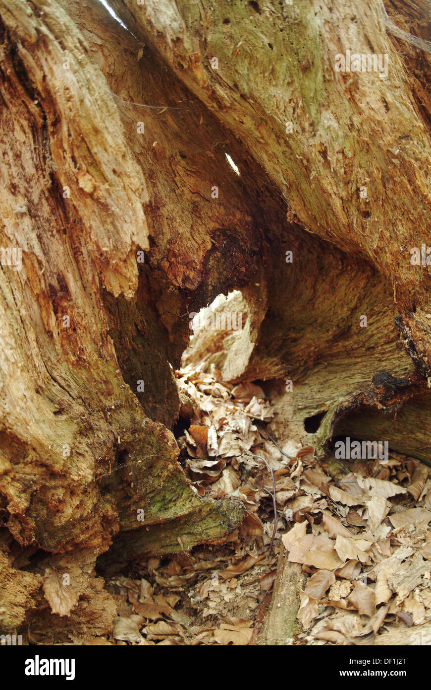 Tree stump, beech leaves (Fagus sylvatica). Bavarian Forest National ...