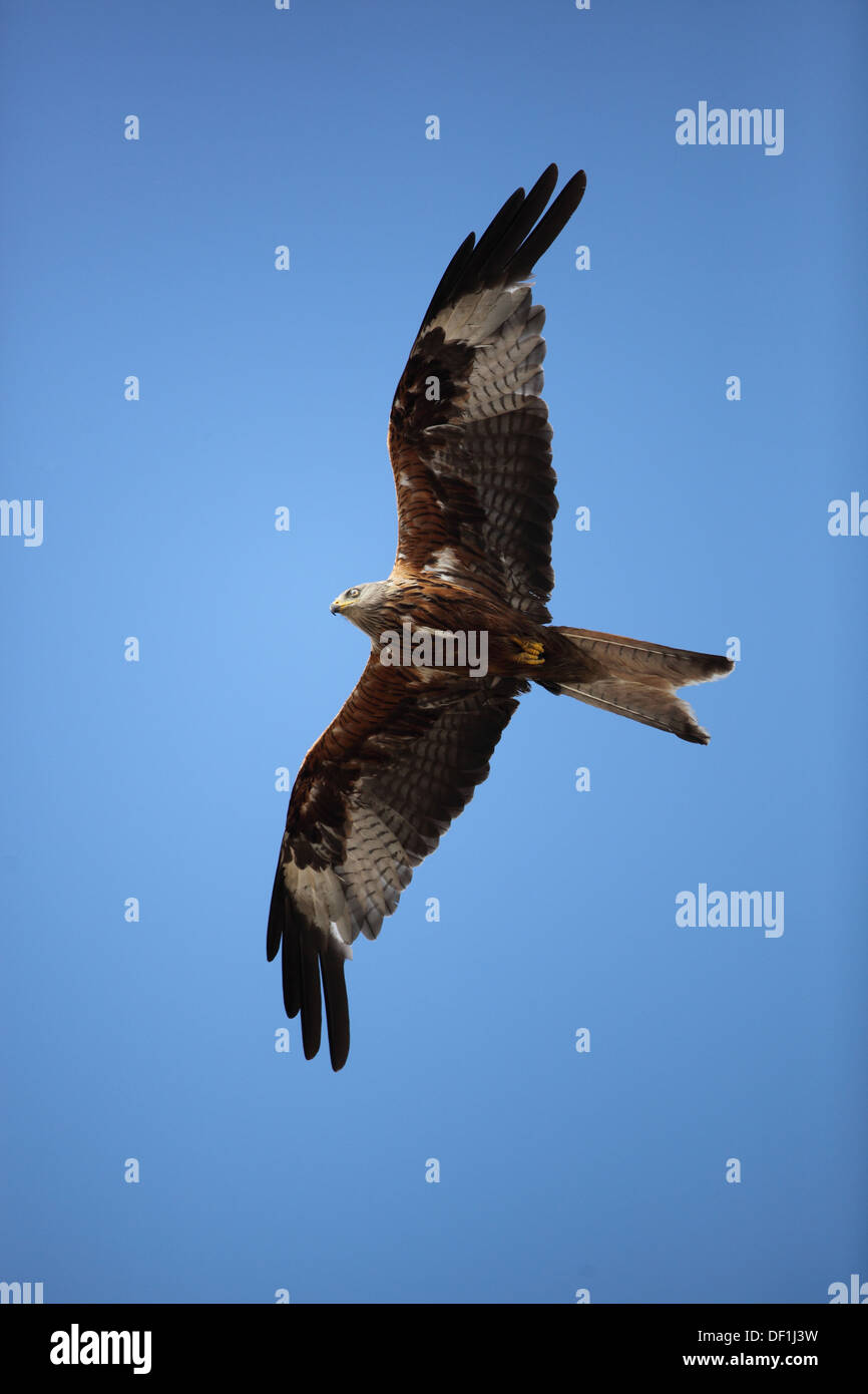 Paul kite hi-res stock photography and images - Alamy