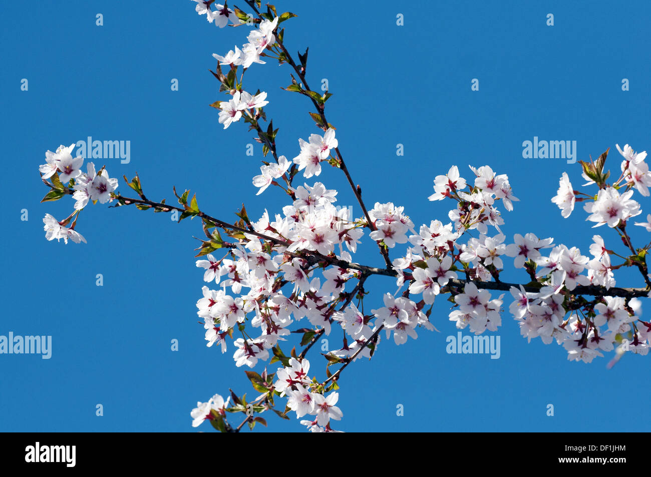 Winter flowering cherry tree hi-res stock photography and images - Alamy