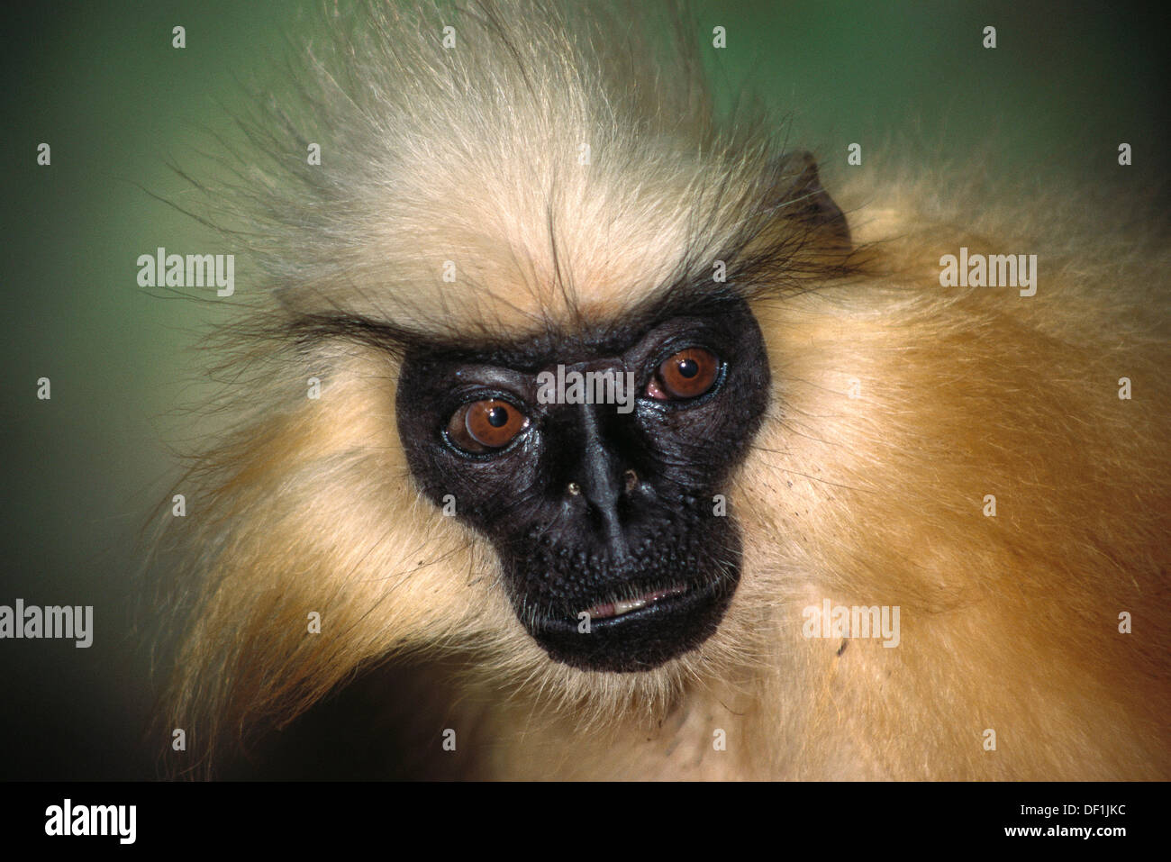 Presbytis geei hi-res stock photography and images - Alamy